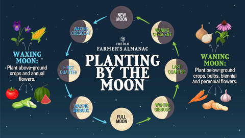 Planting by the Moon Phase: How It Works | The Old Farmer's Almanac